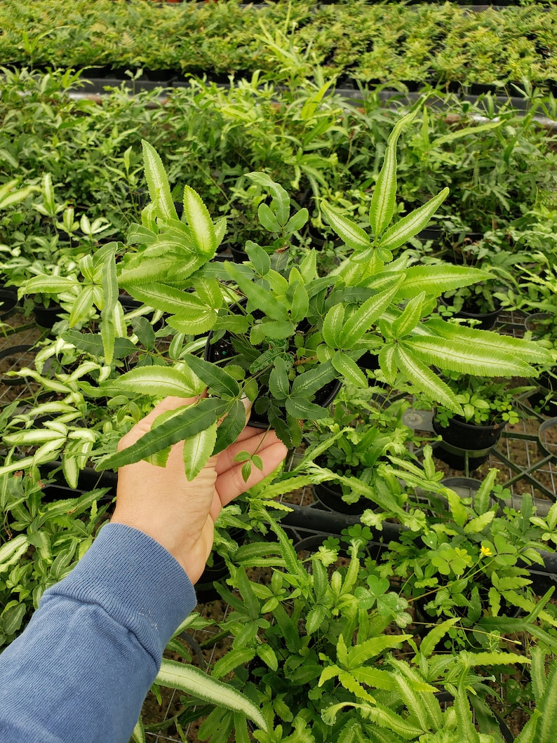 Fern Plant Silver Ribbon Fern Plant in a 4 Pot Fern - Etsy