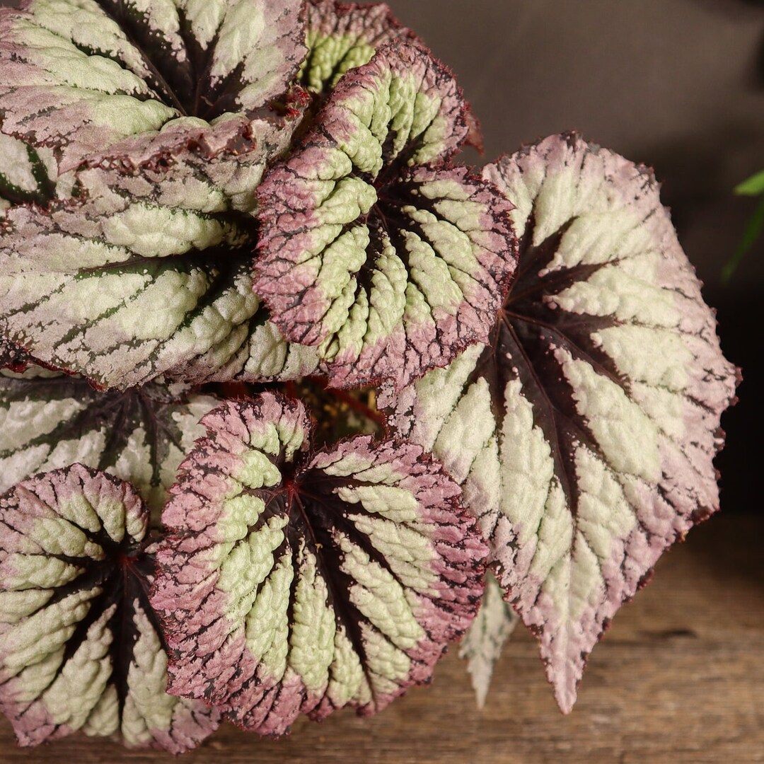 Firework Rex Begonia Plant in a 5" Pot, Variegated Purple Live Plant ...