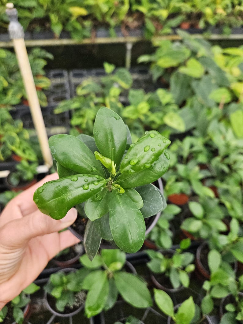 Ficus Microcarpa Live Plant in a 4" Pot | 2 Plants Required per Order ...