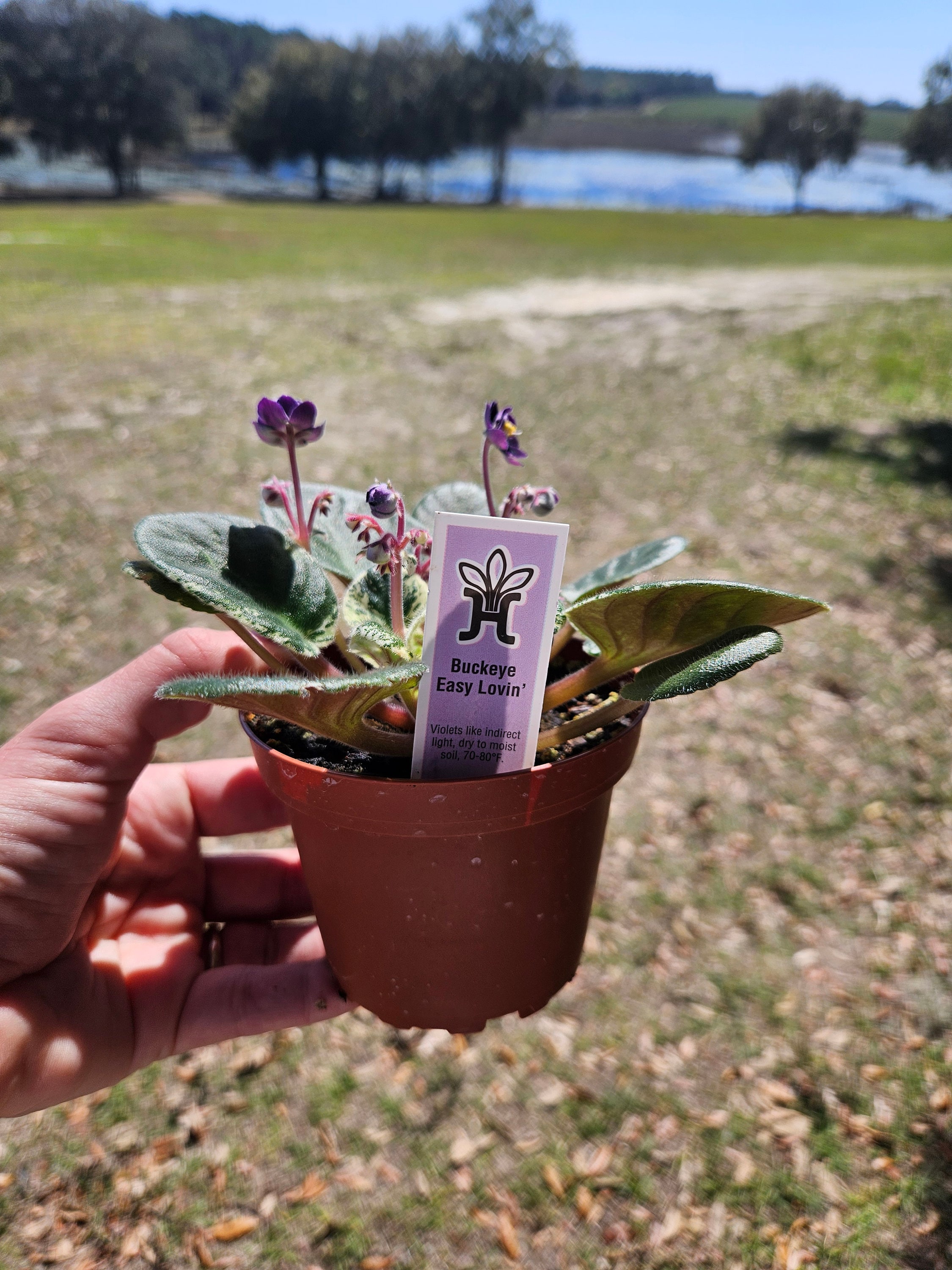 Buckeye Easy Lovin' African Violet Live Plant, Young Starter in a 4 ...