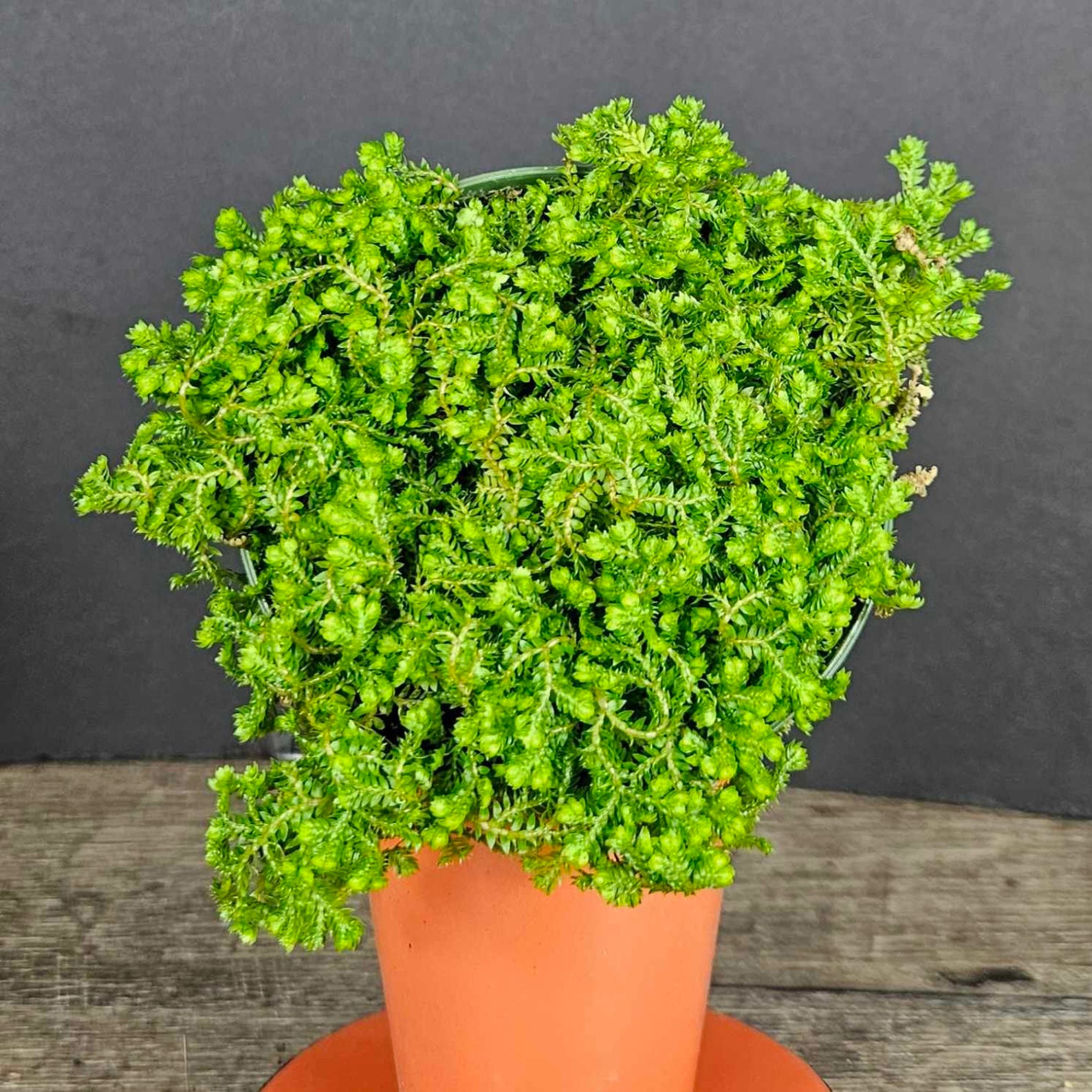 Golden Club Moss Fern Plant Live Lime Green Fern Spike Moss ...