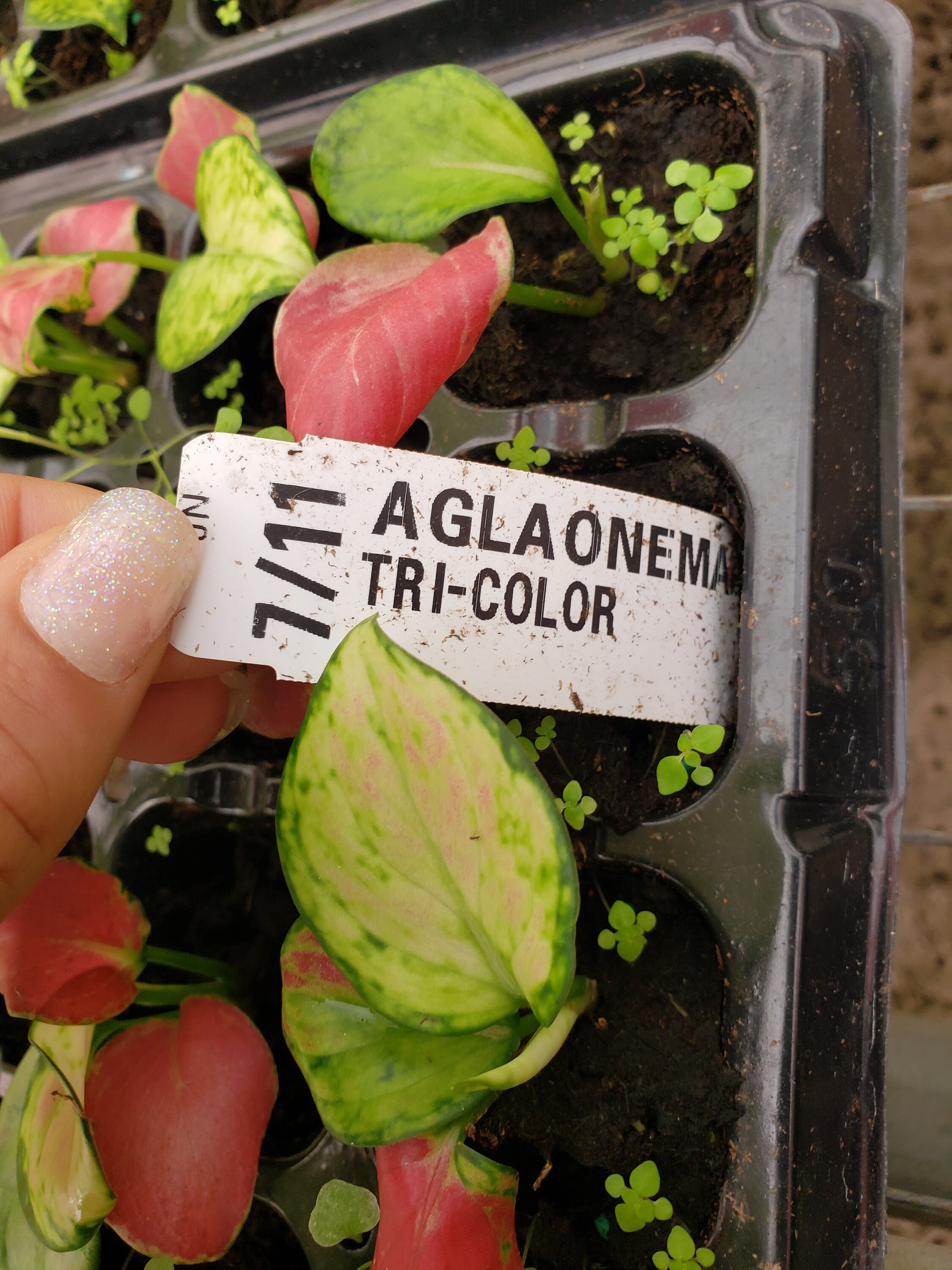 Aglaonema Tricolor Plants Pink Chinese Evergreen Plant - Etsy
