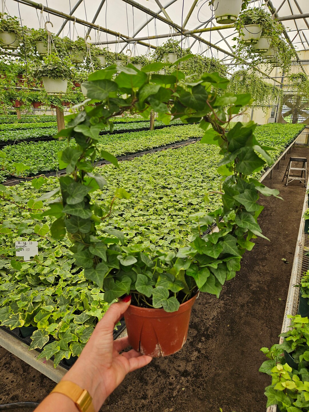 Elegant English Ivy Topiary: Round Shape, Live Variegated Plant in 6 ...