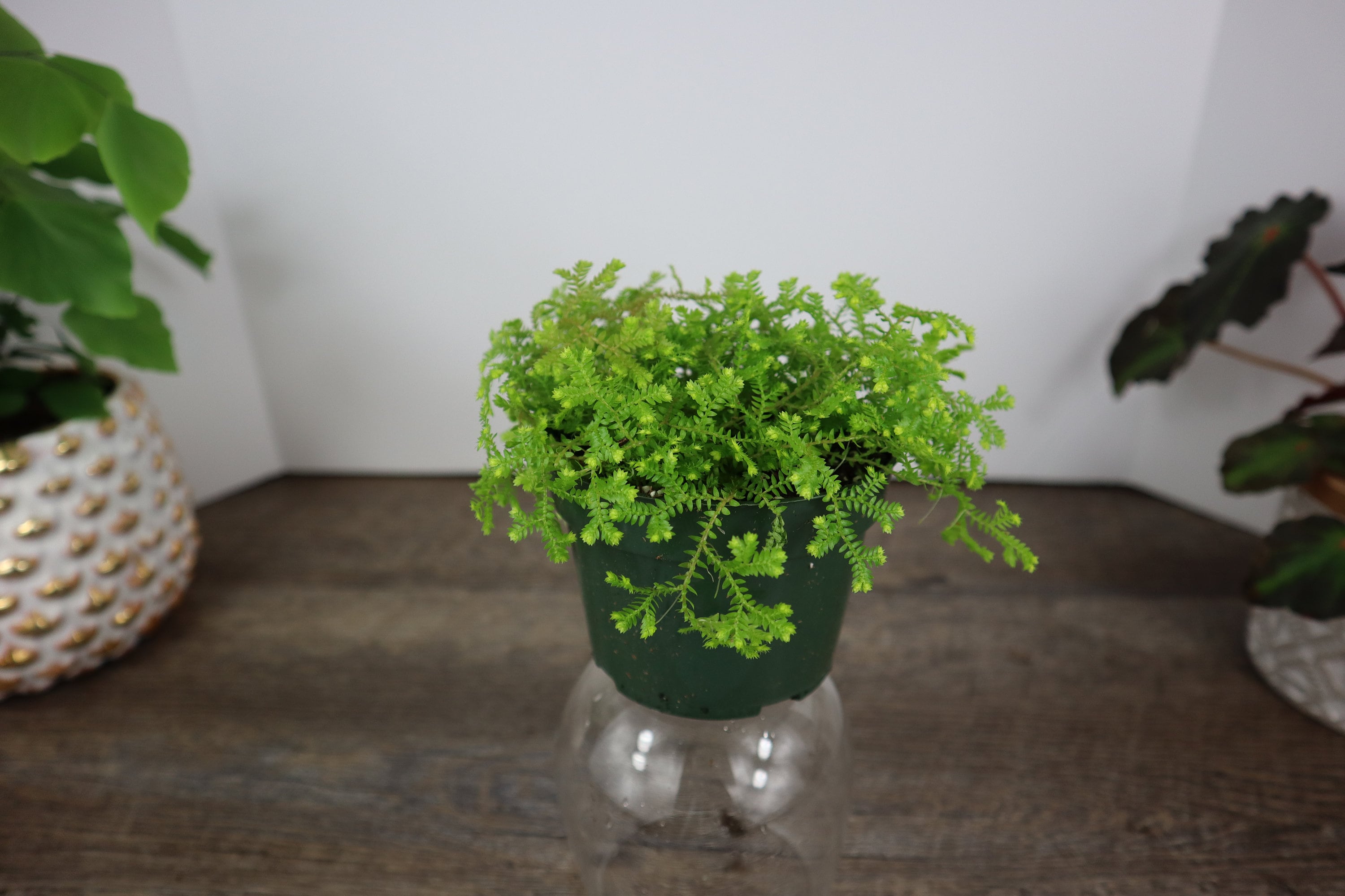 Golden Club Moss Fern Plant Live Lime Green Fern Spike Moss ...