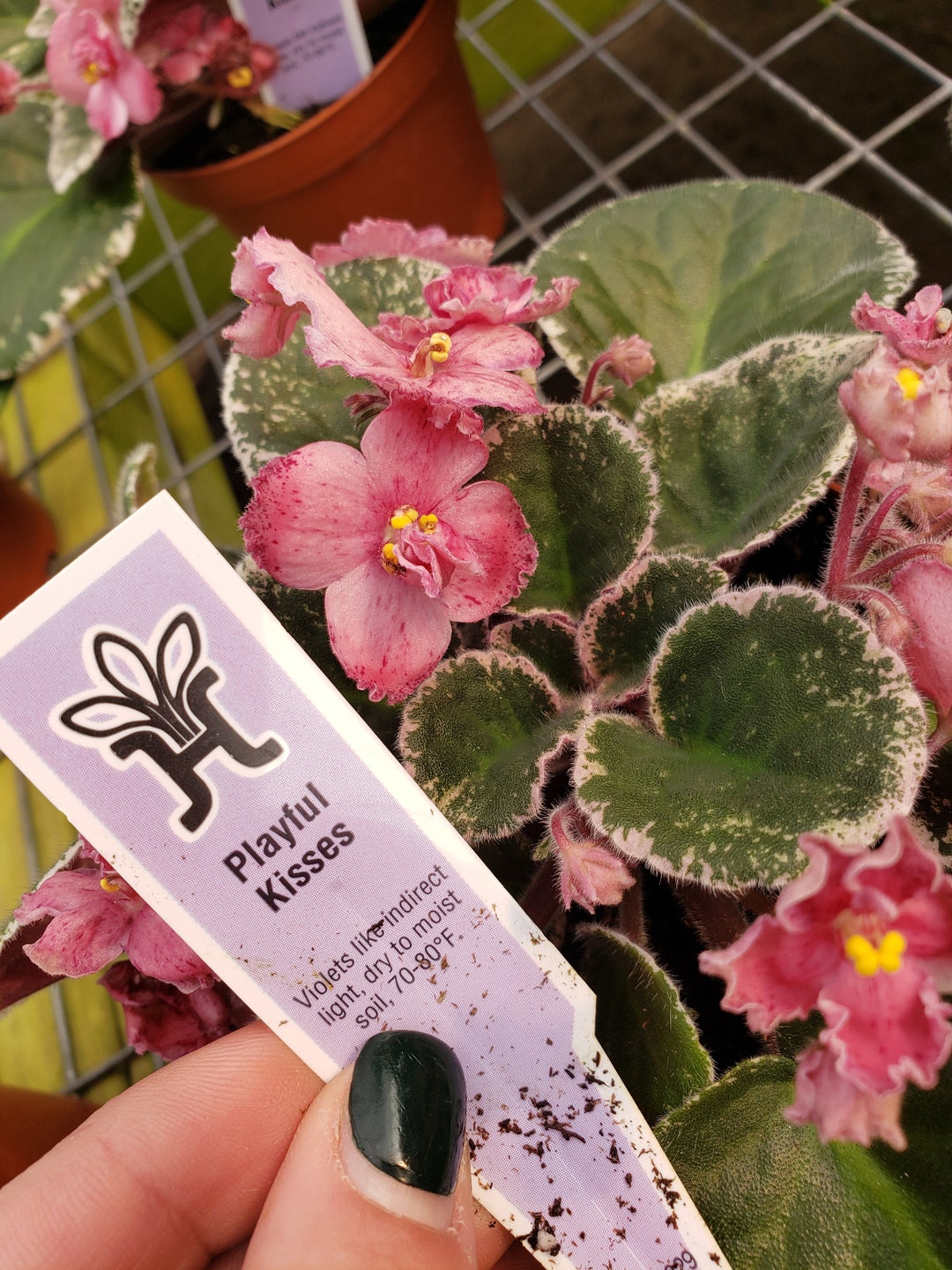 Playful Kisses African Violet Live Plant, Young Pre-finished Starter in ...