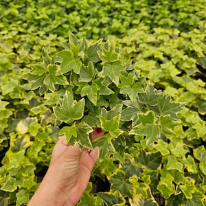 White Variegated English Ivy Live Plant | 2 Plants Required per Order ...