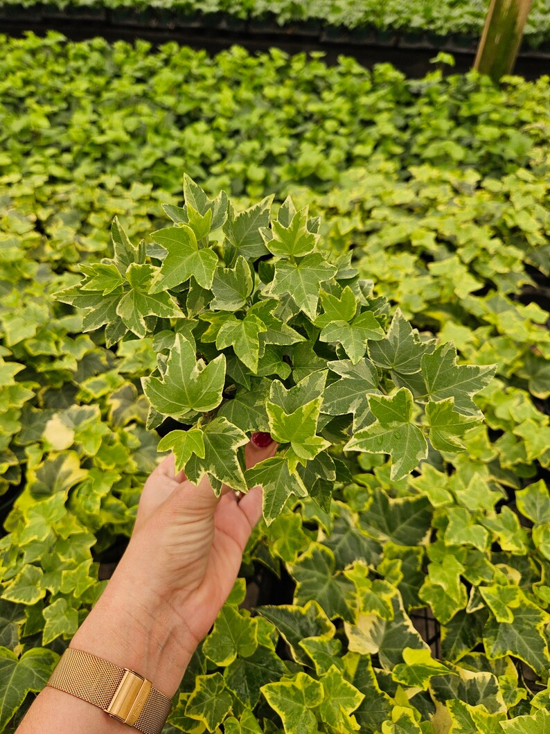White Variegated English Ivy Live Plant | 2 Plants Required per Order ...