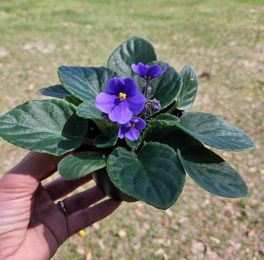Currently Blooming African Violet Live Plant in a 4" Pot | Blue Violet ...