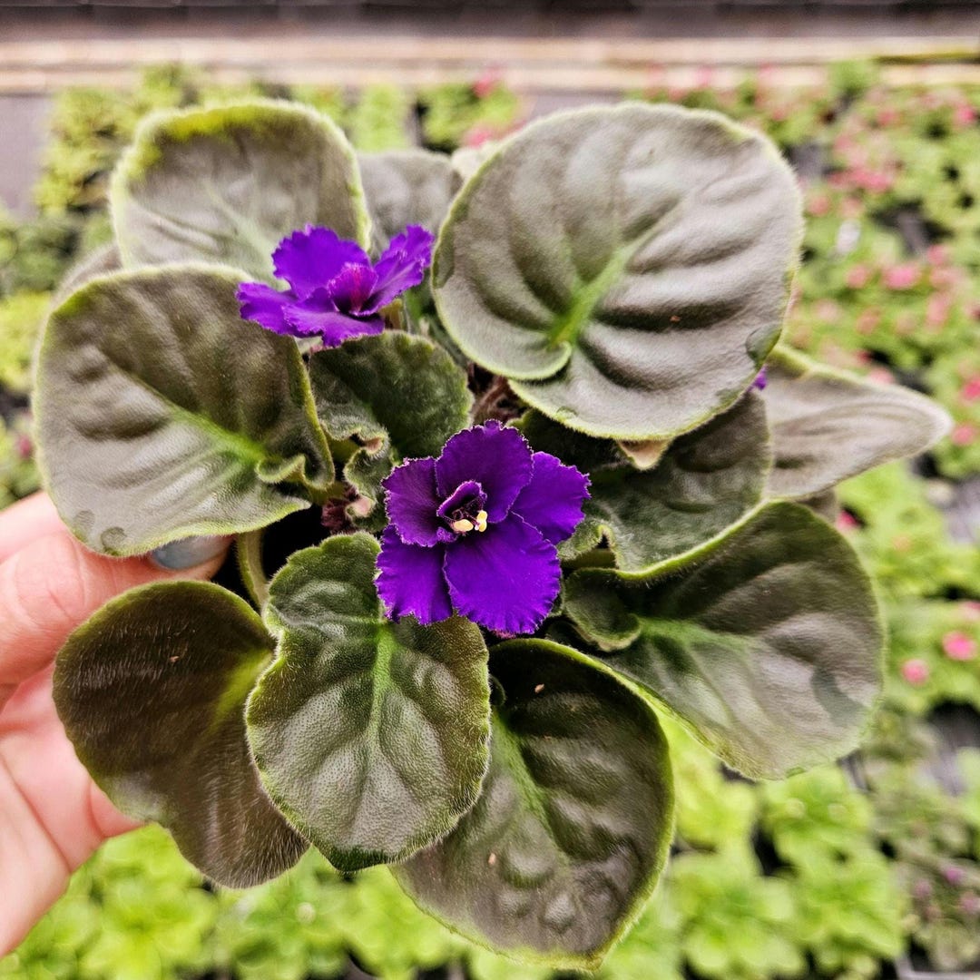 Currently Blooming African Violet in 4.5" Pot | Flowering Live Violet ...