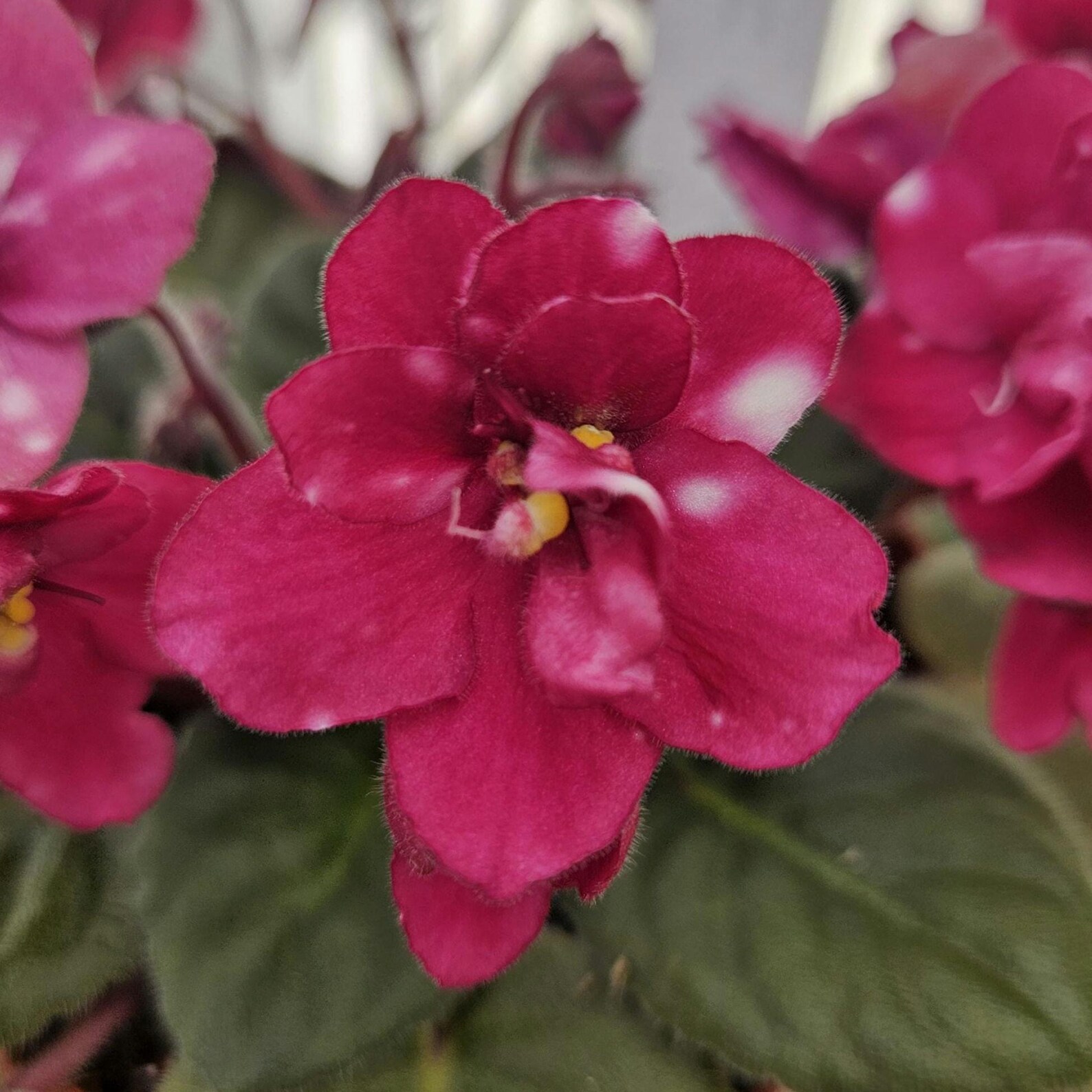Hunter's Fire & Ice African Violet Live Red Plant, Young Pre-finished ...