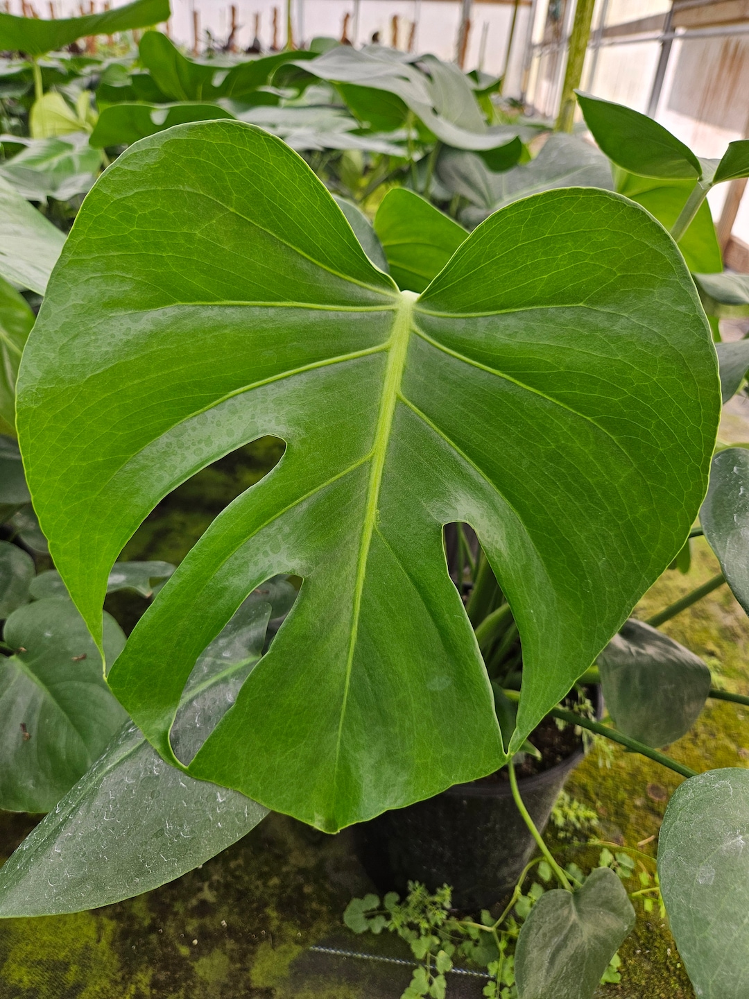 Monstera Deliciosain Palnt a 4" Pot Live Plant , Monstera Deliciosa ...