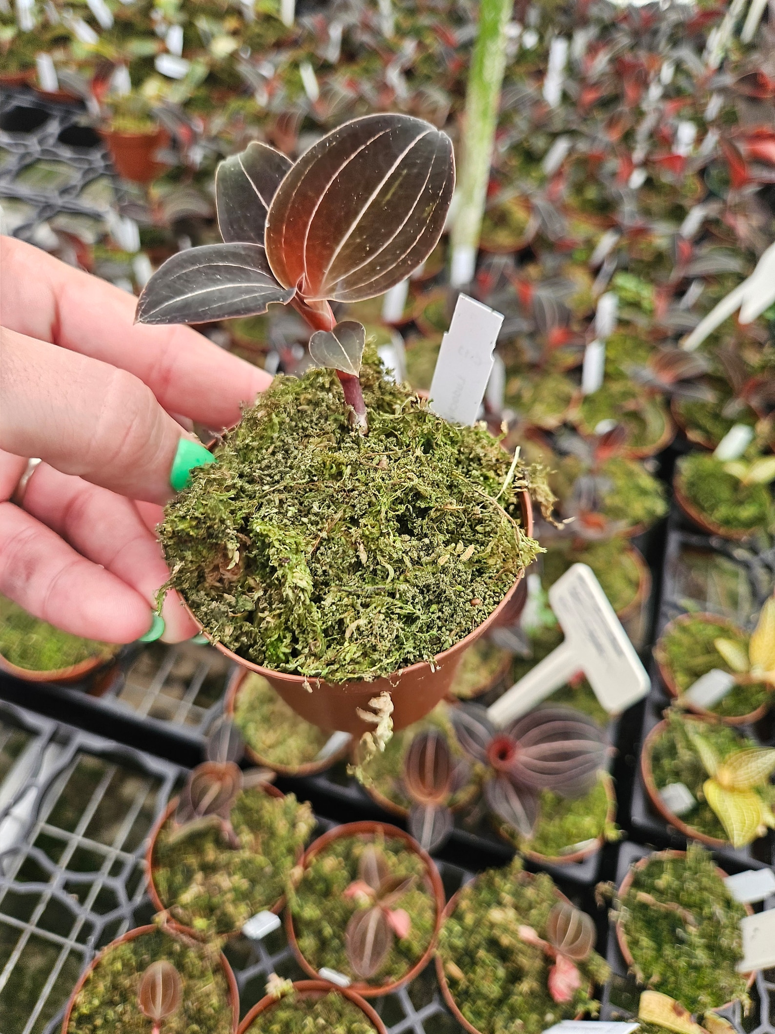 Sea Turtle Jewel Orchid: Rare Tropical Indoor Houseplant | 2 Plants ...