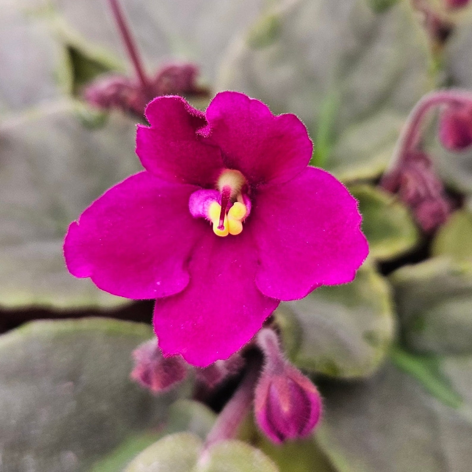 Currently Blooming African Violet Live Plant Flowering 4.5" Live ...