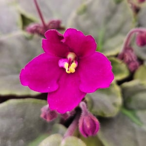 Currently Blooming African Violet Live Plant Flowering 4.5" Live ...