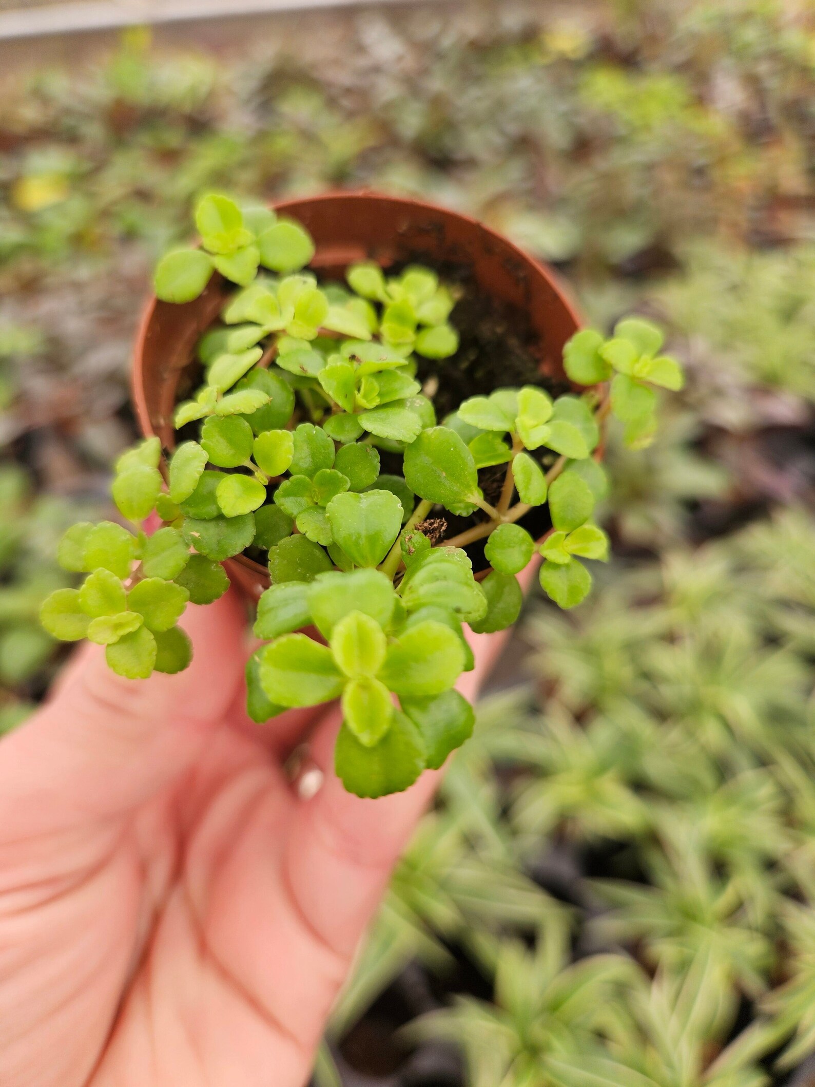 Pilea Depressa 'tiny Baby Tears' in a Miniature 2" Pot | 2 Plants ...