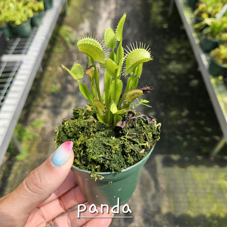 Carnivorous Plant Bundle: Pick Any Two Live Plants (3" Pots) - Etsy