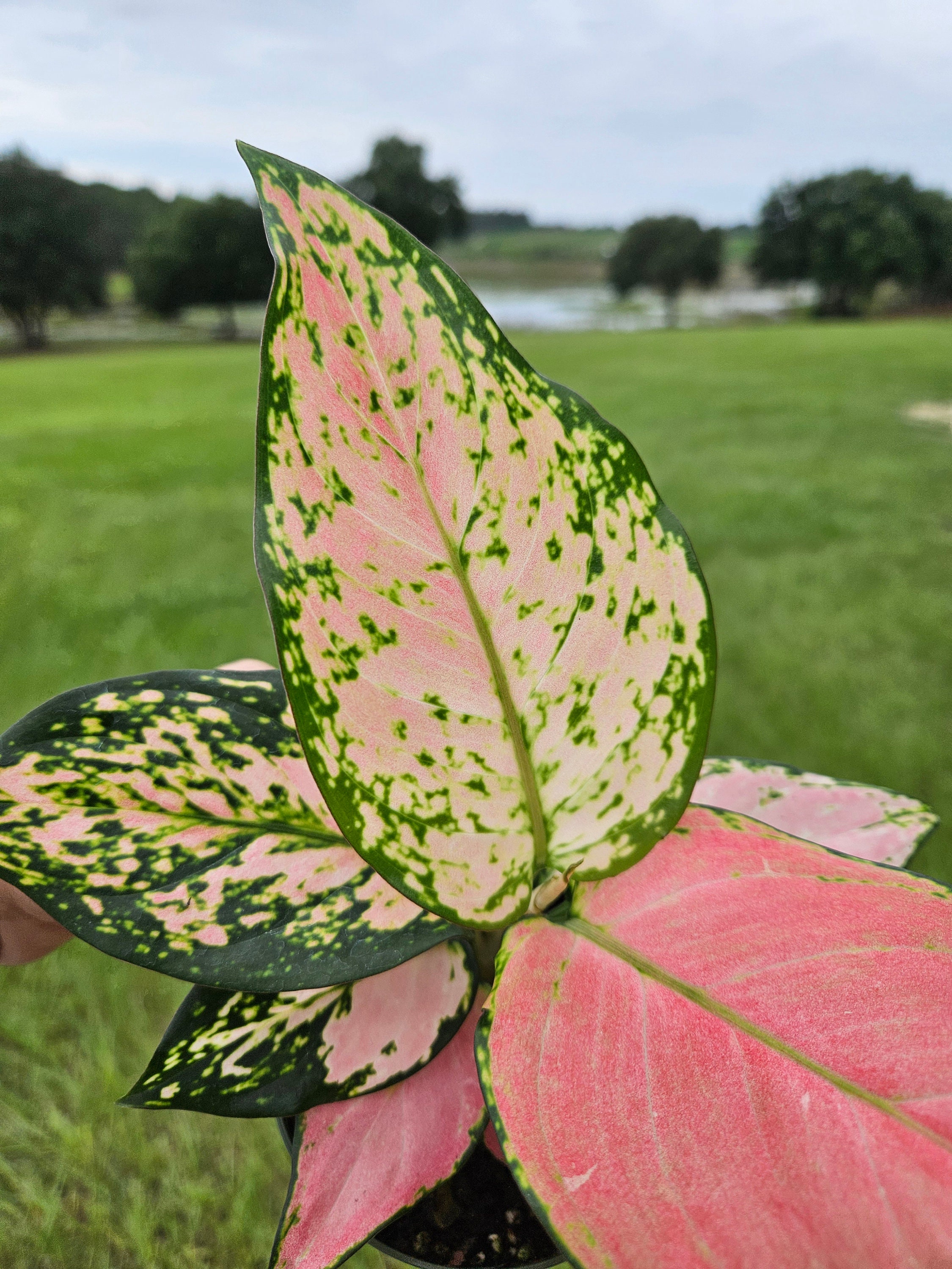 Aglaonema Tricolor Plants, Pink Chinese Evergreen Plant in a 4' Pot | 2 ...