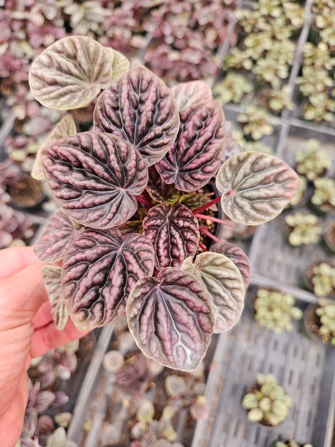 Peperomia Luna Red Ripple Live Plant in a Miniature 2" Pot | 2 Plants ...