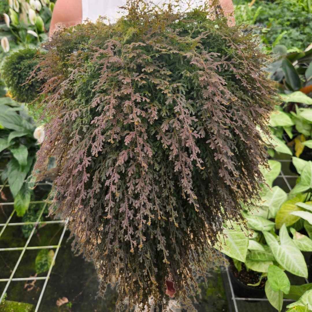 Rainbow Moss in a 4" Pot Fern Plant Selaginella Peacock Uncinata, Live ...