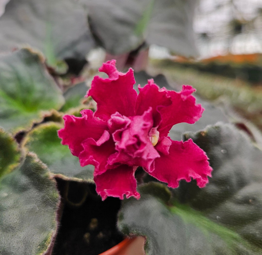 EK Heart of Africa African Violet Live Plant, Young Starter in a 4 Pot ...