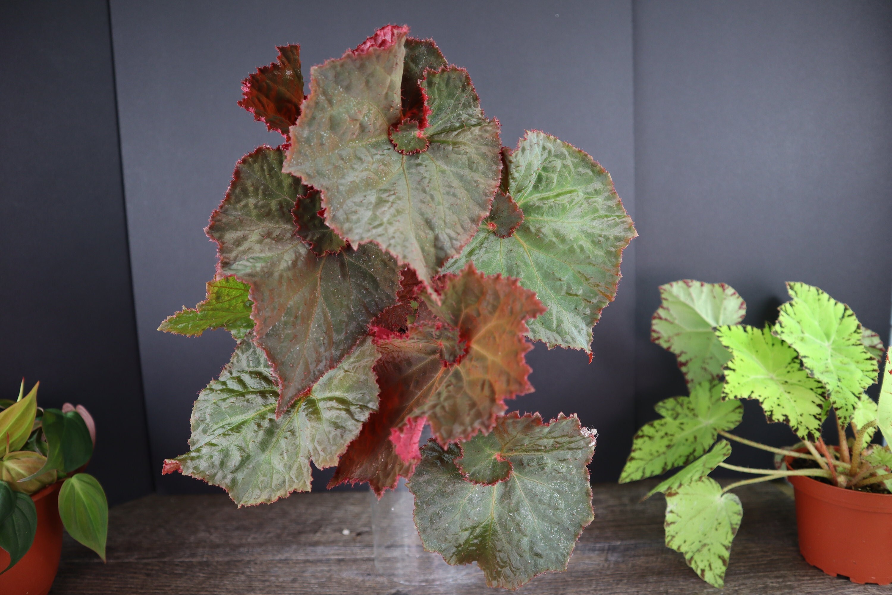 Home & Hobby Floral & Garden Crafts in 3 Spotted Begonia Begonia ...