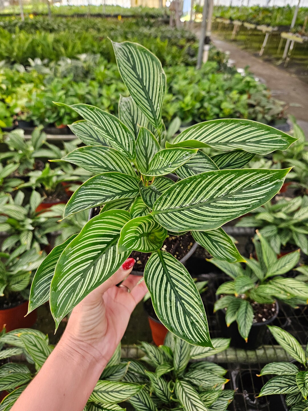 Calathea Vittata 6" Pot, Live Calathea Plant, White Stripe Calathea ...
