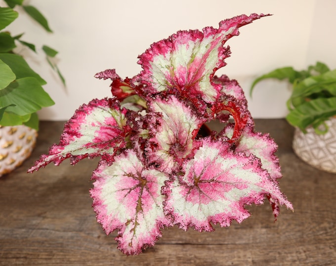 Live Begonia Plant, Pink Begonia 4 Pot, Harmony's Pink Minx, Live ...
