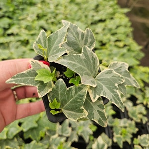 White Variegated English Ivy Live Plant | 2 Plants Required per Order ...