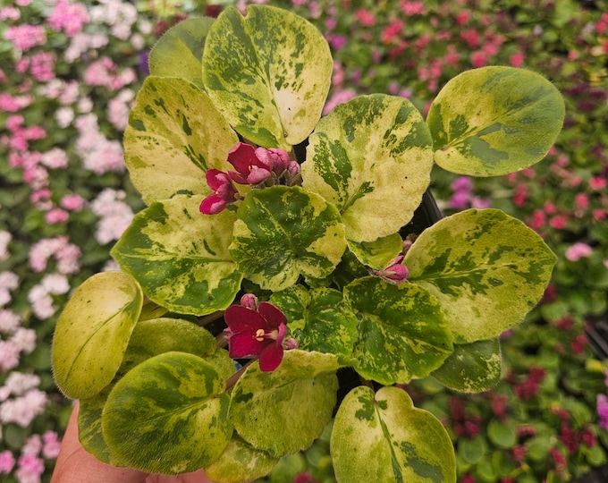 Currently Blooming African Violet Live Plant in a 4" Pot | Cherry ...