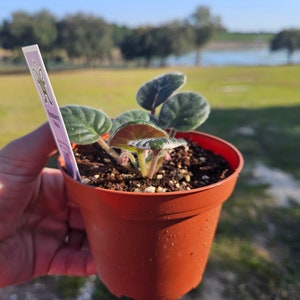 Raspberry Rain African Violet Live Plant, Young Pre-finished Starter in ...