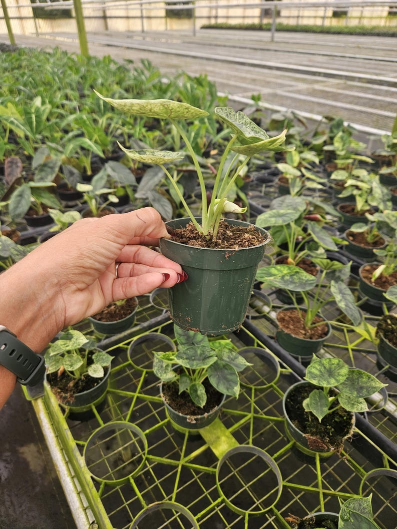 Alocasia Dragon Scale Variegated in a 4" Pot Live Alocasia Plant | 2 ...