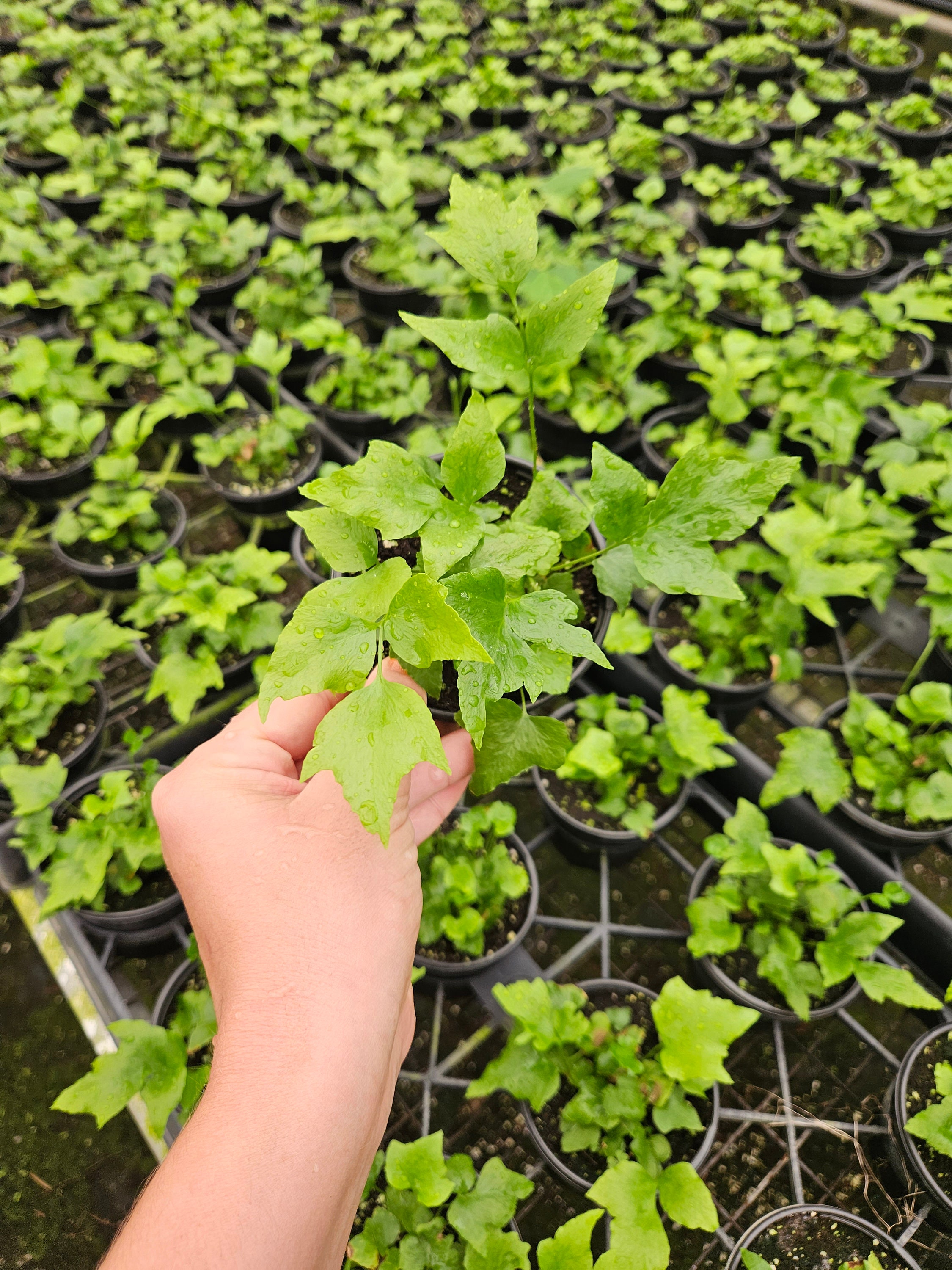 Fern Plant, Nicholas Diamond Fern Plant, Phlebosia Nicolas Diamond Fern ...