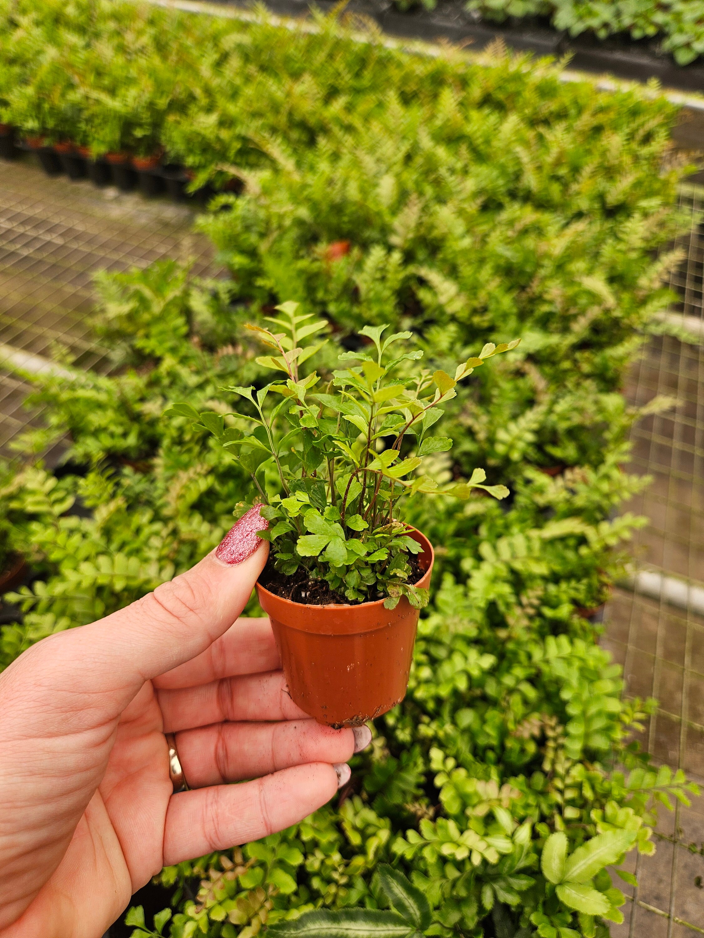 Rosy Maidenhair Fern – Live Plant in Miniature 2” Pot, Gorgeous Fern ...