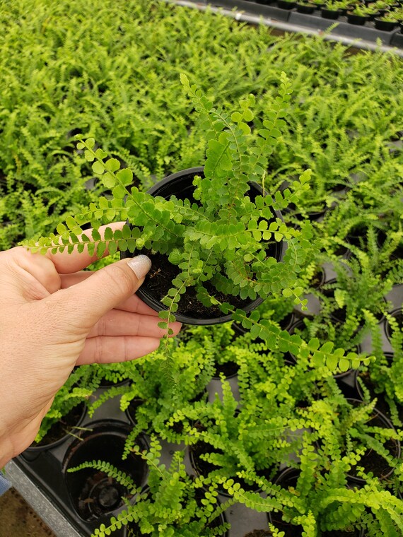 Planta Morada Con Helecho 20 Planta De Helecho Maidenhair Raíces