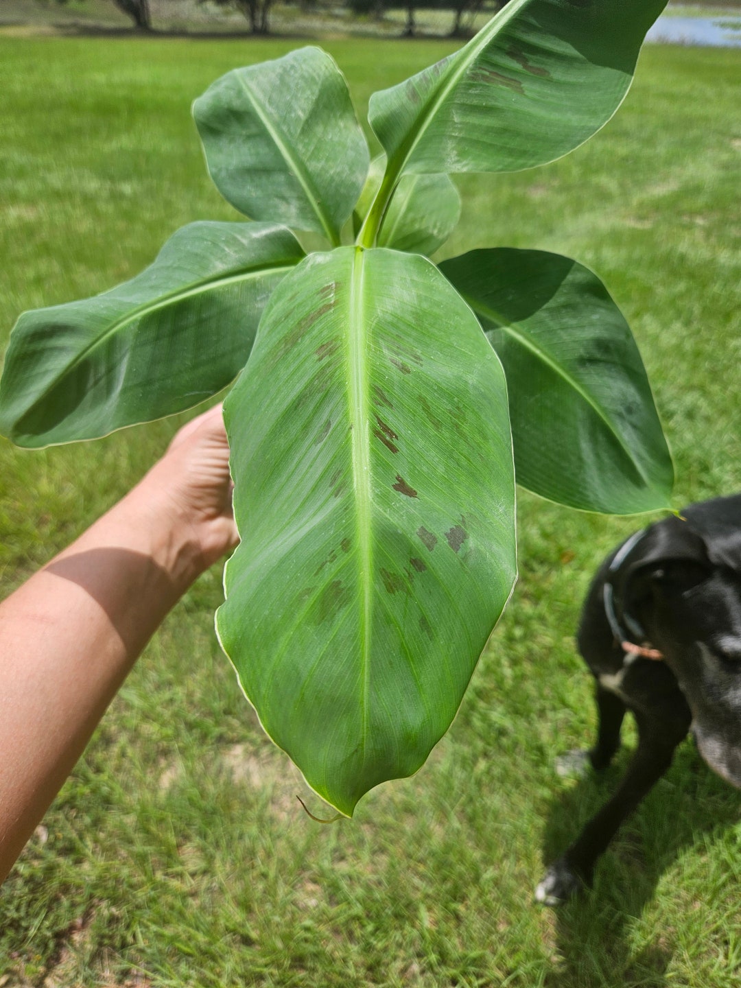 Banana Plant, Double Mahoi Banana Plant in a 4" Pot | 2 Plants Required ...