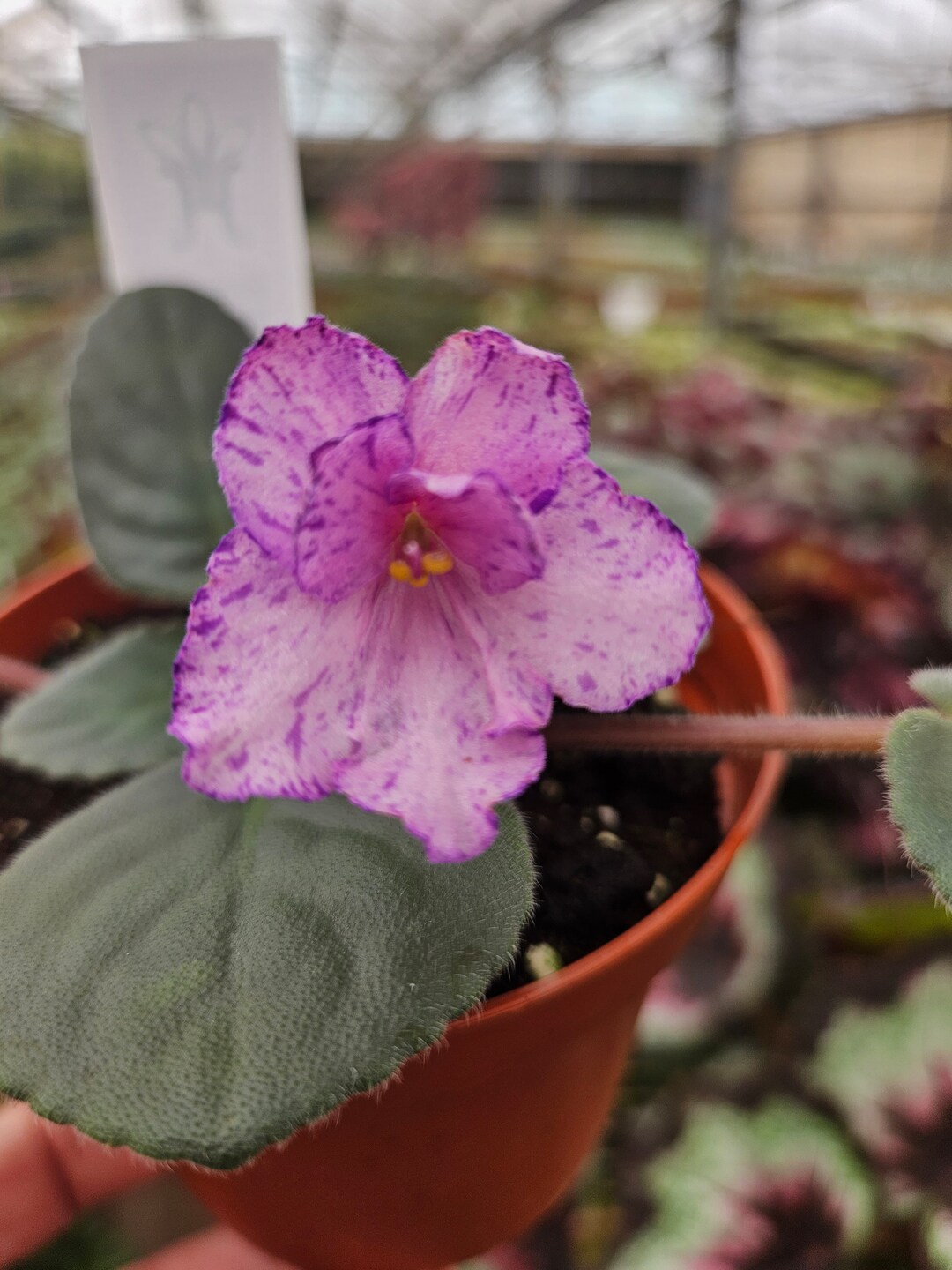 Buckeye Kindred Spirit African Violet Live Plant, Young Starter in a 4 ...