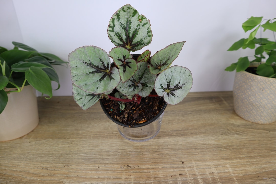 Fedor Begonia Plant in a 5'' Pot, Silver Rex Begonia Plant, Easy Care ...