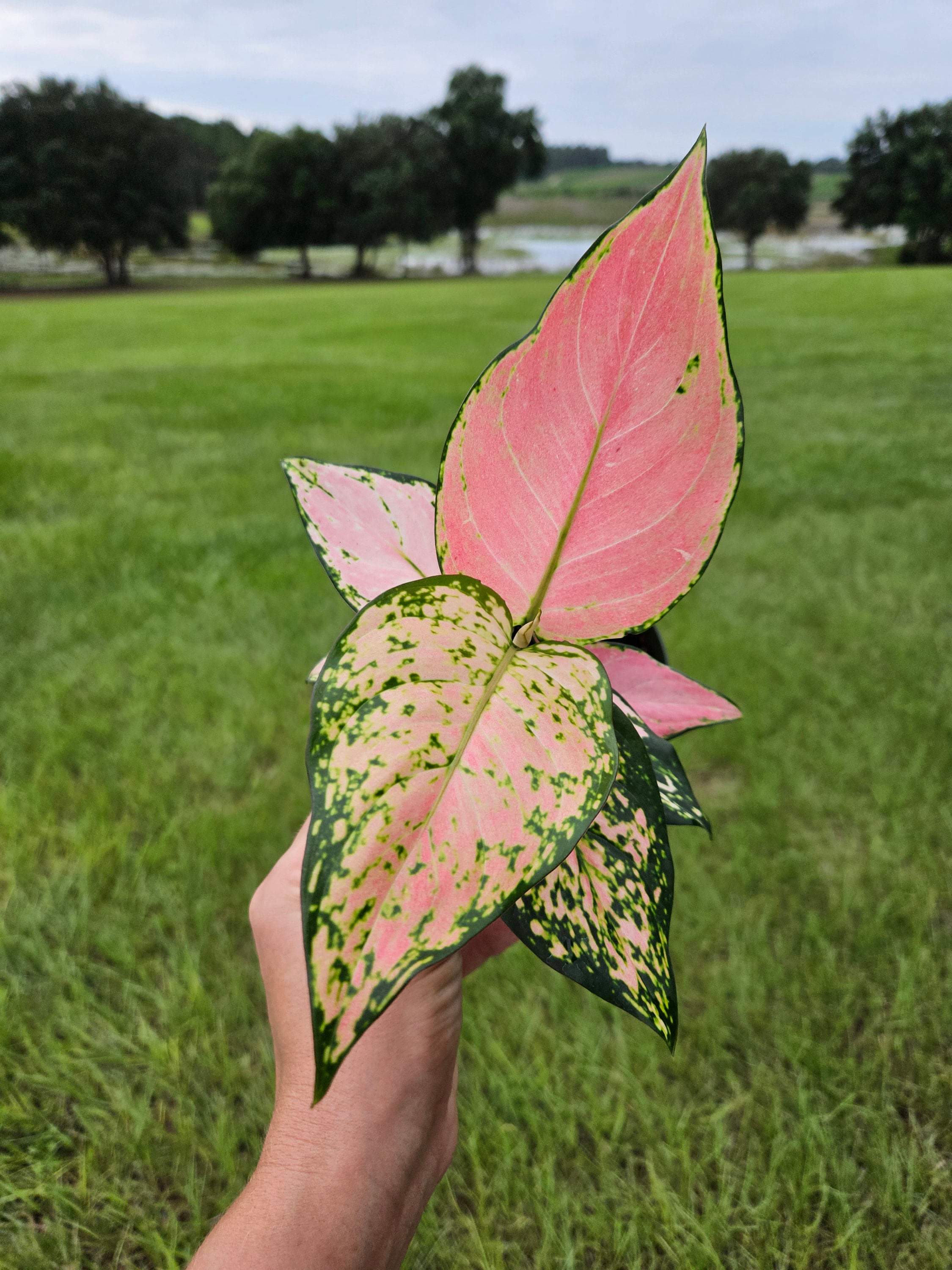 Aglaonema Tricolor Plants, Pink Chinese Evergreen Plant in a 4' Pot | 2 ...