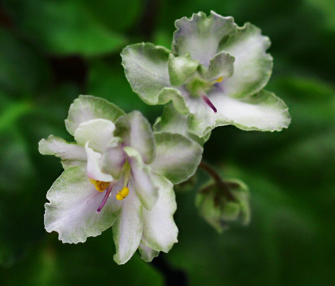 Smokey Moon African Violet Live Plant, Young Starter in a 4 Pot White ...