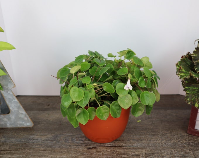 Deinostigma Tamiana Live Plant 6" , Gesneriad Rare Plant , Chirita ...