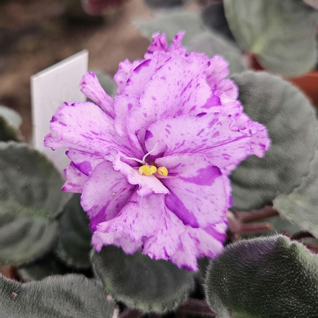 Buckeye Kindred Spirit African Violet Live Plant, Young Starter in a 4 ...