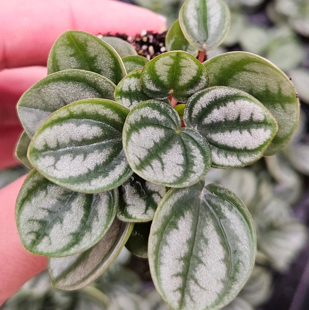 Royal Princess Peperomia Plant in a Miniature 2" Pot, Live Houseplant ...