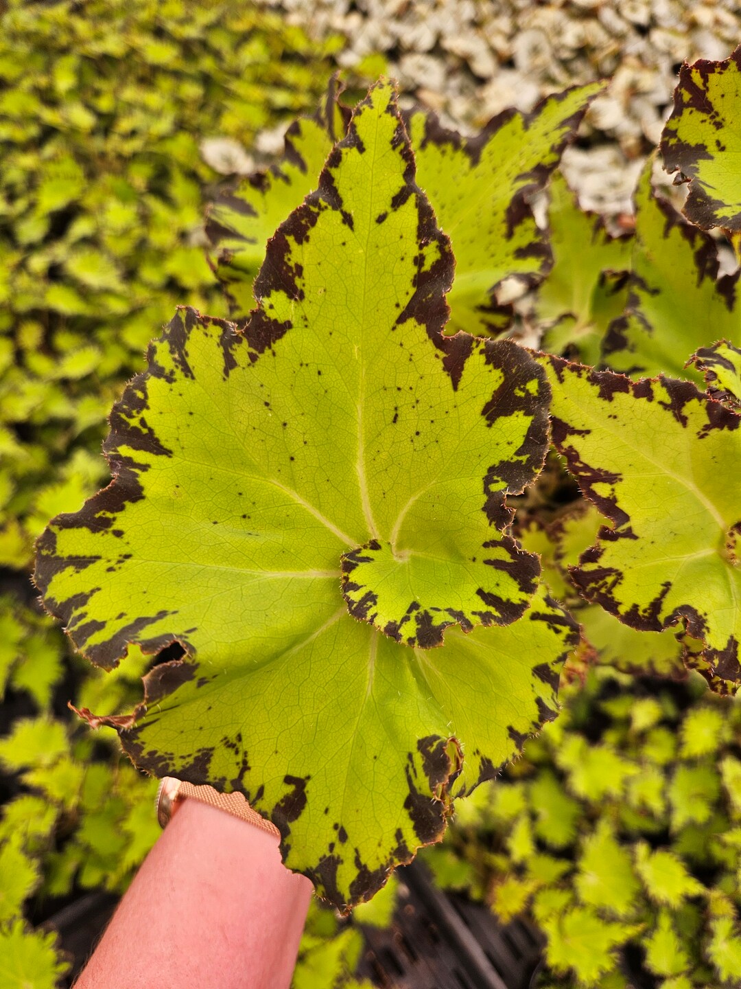 Live Begonia Plant, Neon Green "jive / Pemba" in a 5" Pot, Begonia Live ...