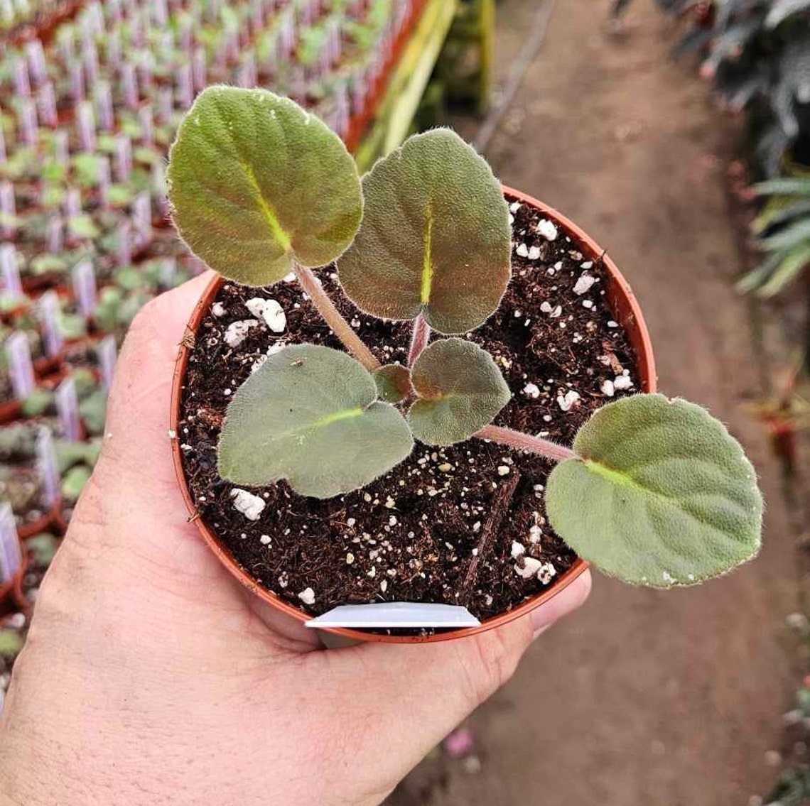 Vat Dark Wine African Violet Live Plant, Young Starter in a 4" Pot ...