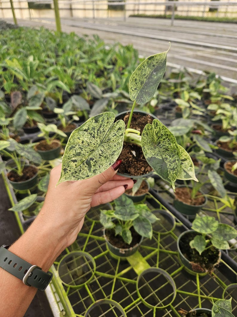 Alocasia Dragon Scale Variegated in a 4" Pot Live Alocasia Plant | 2 ...