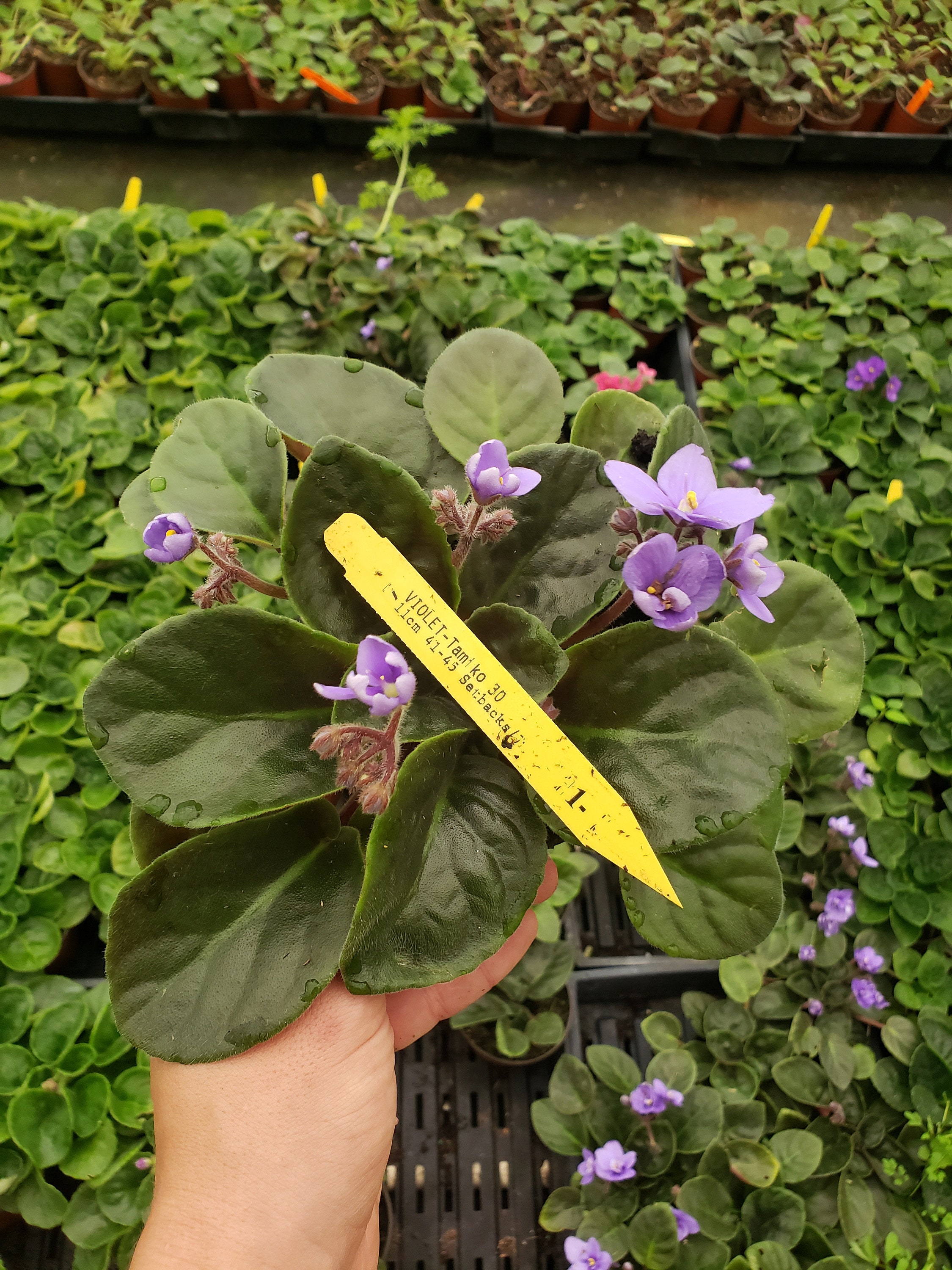 CURRENTLY BLOOMING African Violet Live Plant Flowering 4.5" Live ...