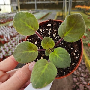 Mindi Brooke African Violet Live Plant, Young Starter in a 4" Pot ...