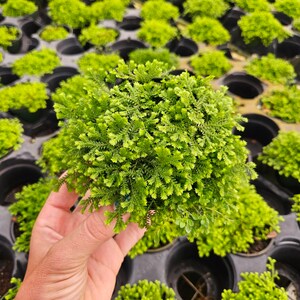 Golden Club Moss Fern Plant Live Moss Lime Green Spike Moss ...