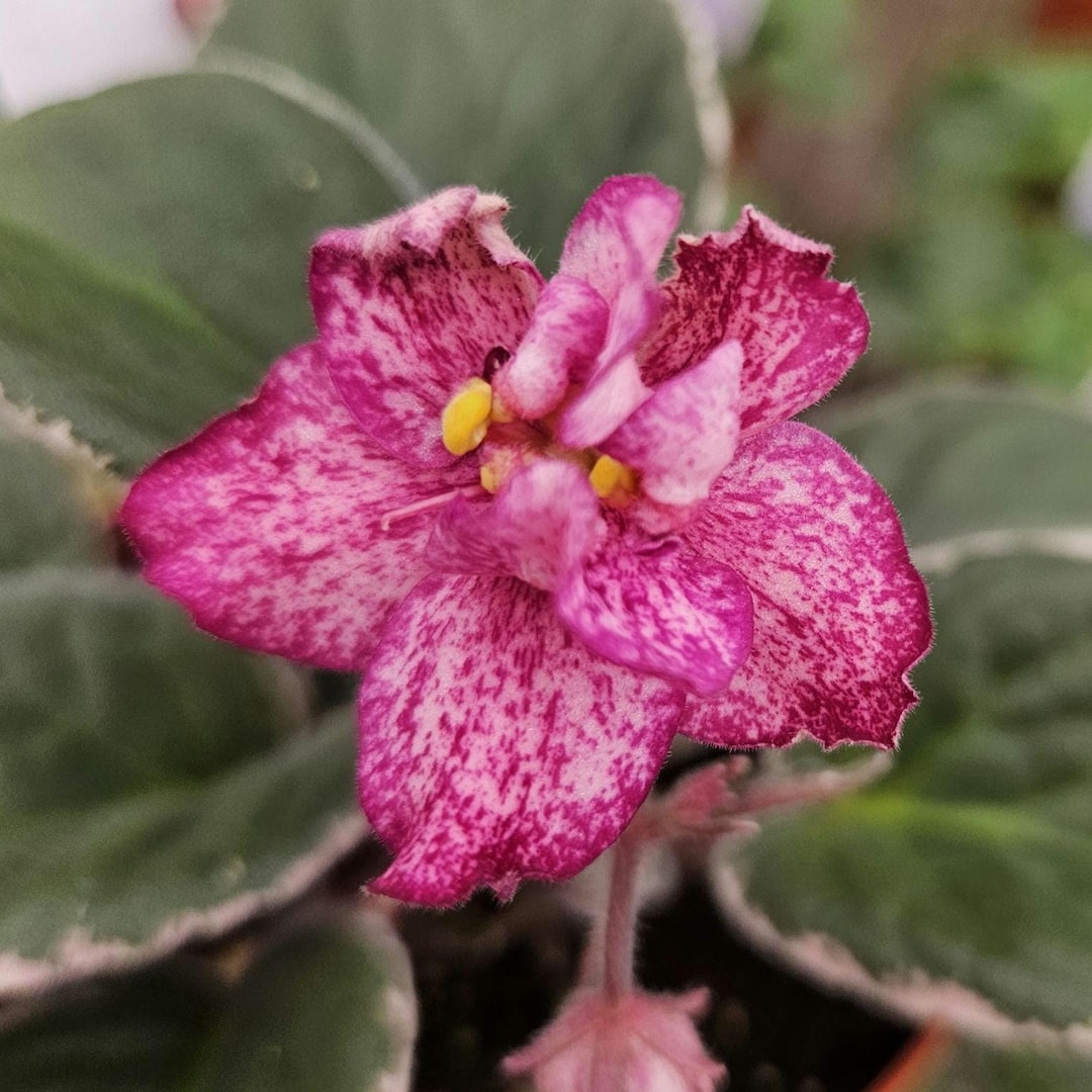 Buckeye Fiesta African Violet Live Plant, Young Starter in a 4" Pot ...
