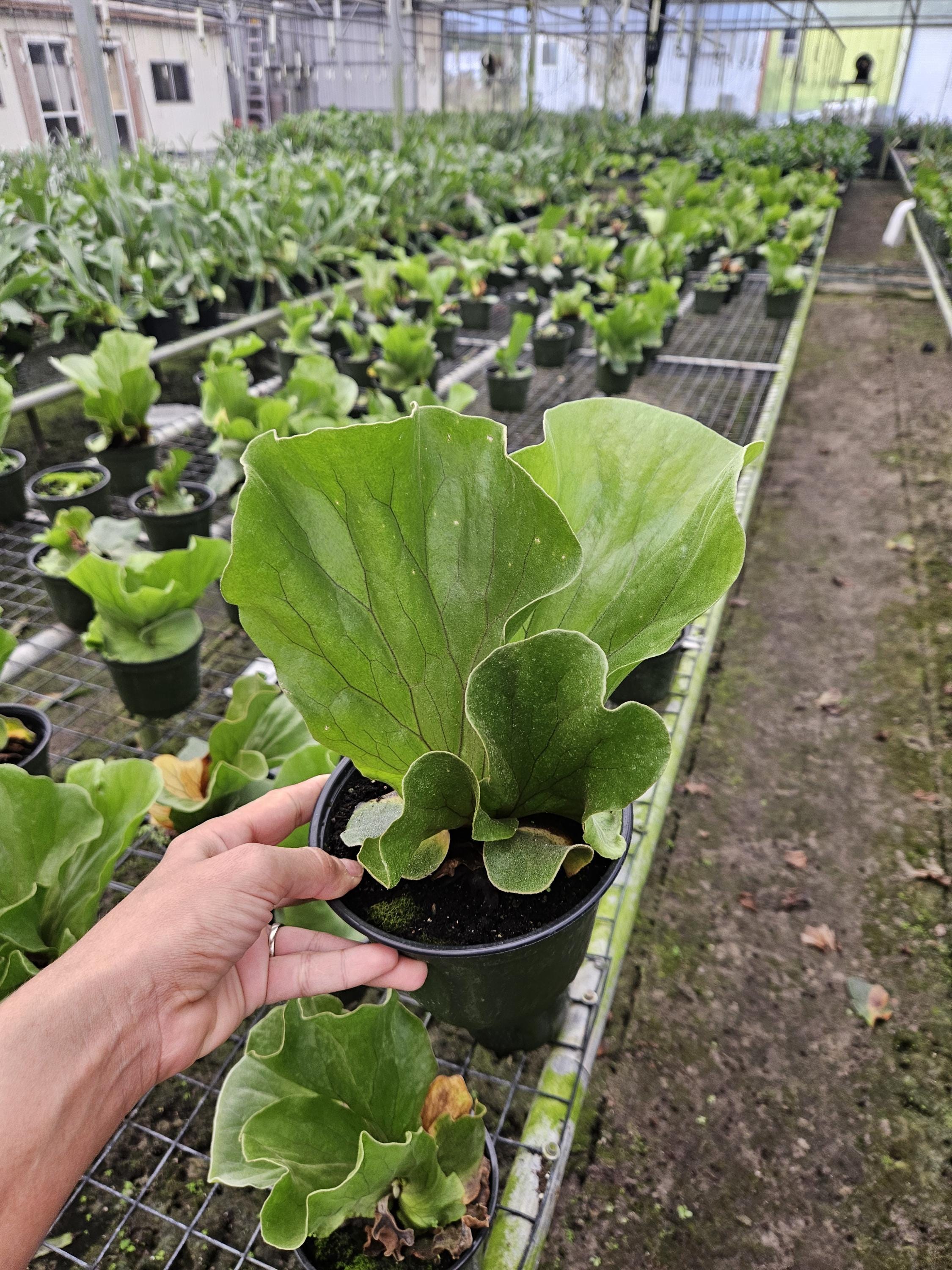 Staghorn Fern Live Plant in a 6" Pot, 3 Available Varieties ...